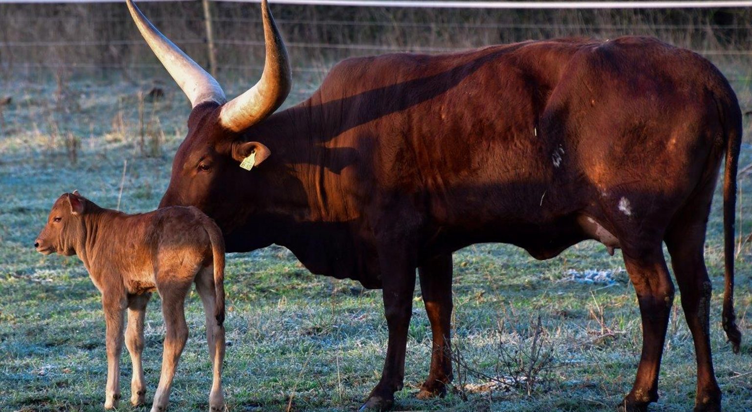 Auerrind Project - UNESCO WELTERBE KLOSTER LORSCH